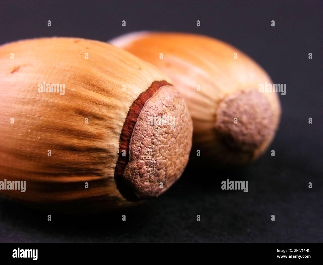 Acorn, the nut fruit of the oak (Quercus Stock Photo - Alamy
