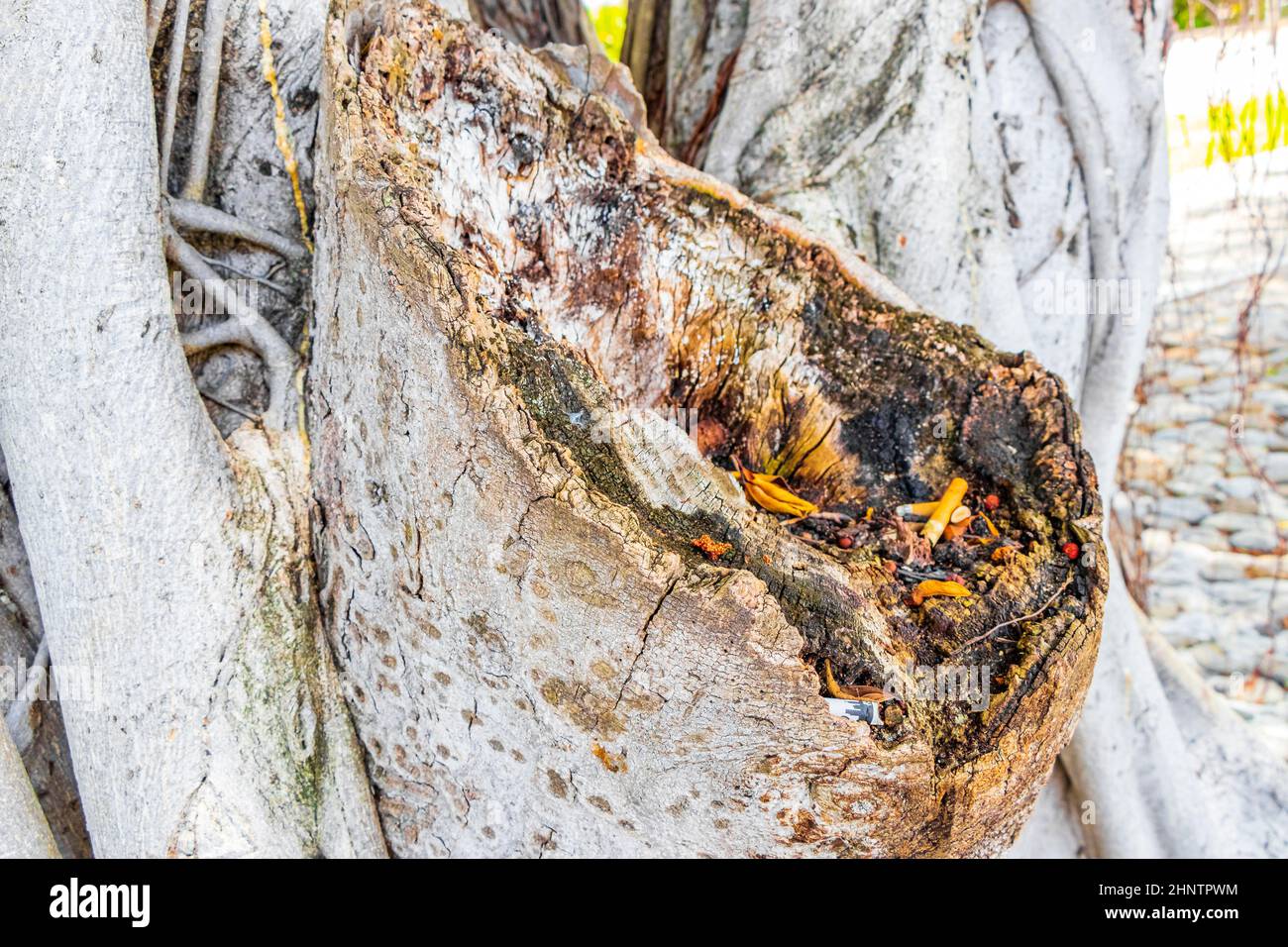 Large tropical ficus tree used as ashtray in park at Cancún airport in ...