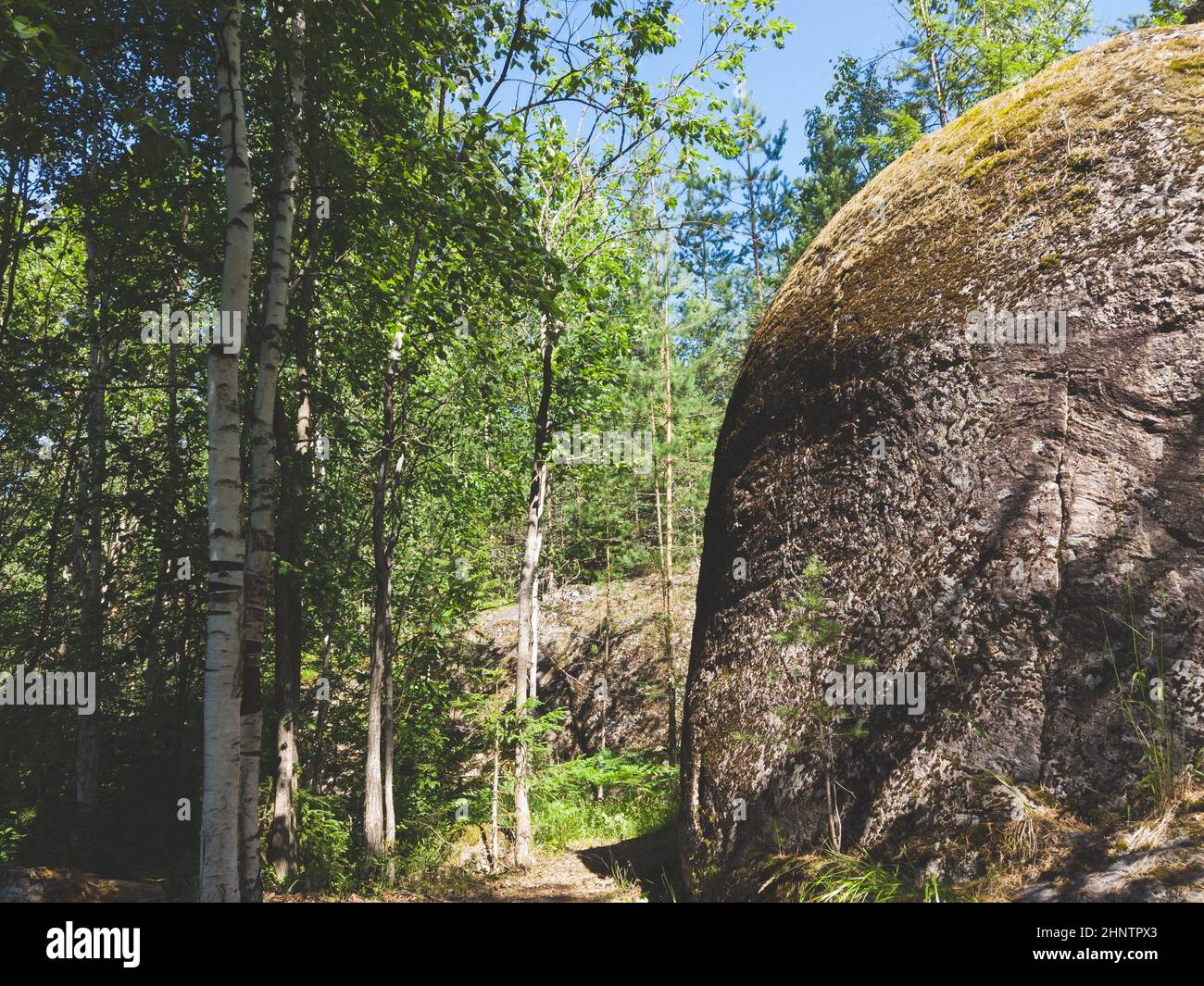 Big overgrown rock in dense forest. nature landscape. green foliage ...