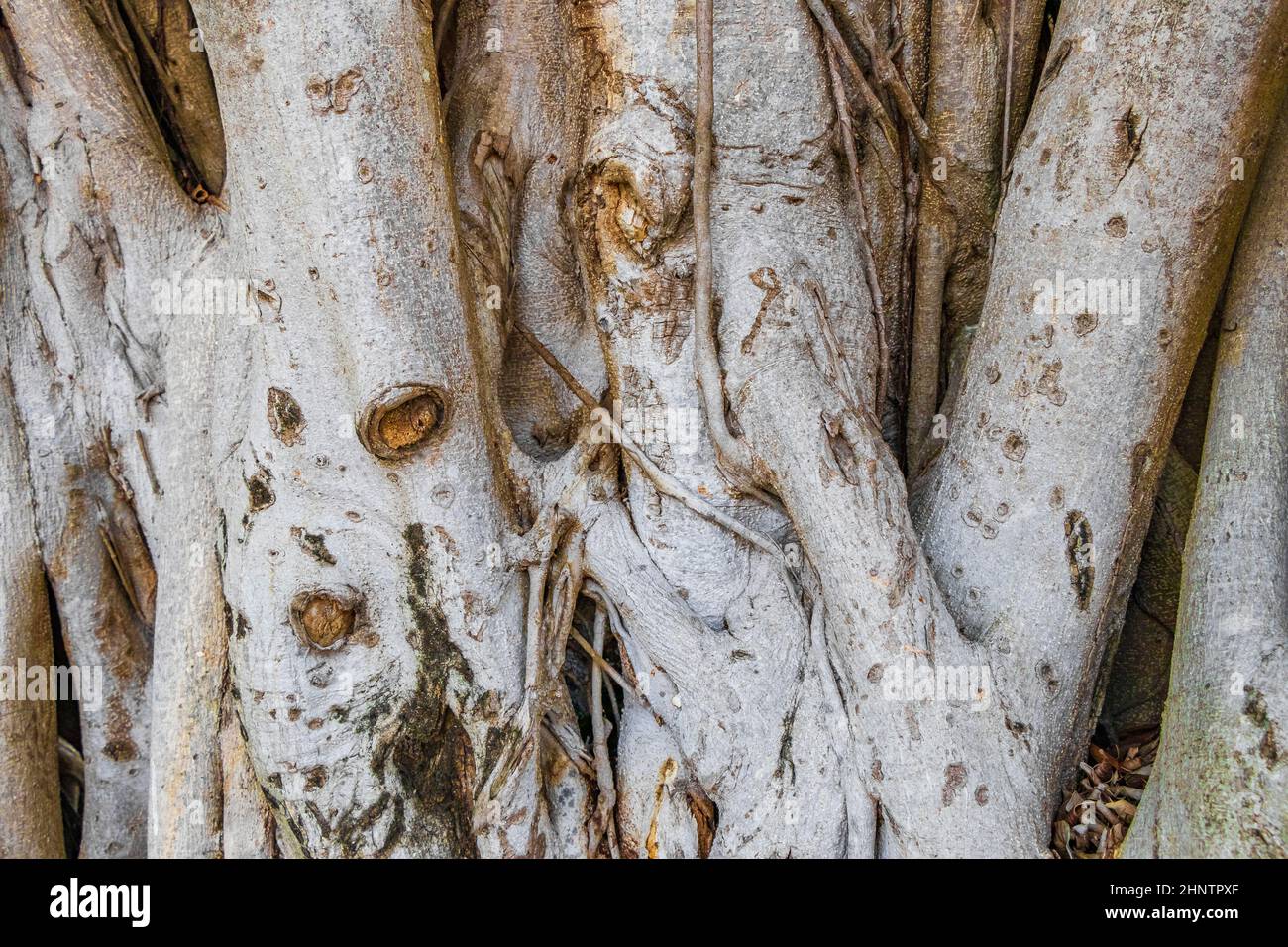 Texture and background of a large tropical ficus tree in park at Cancún ...