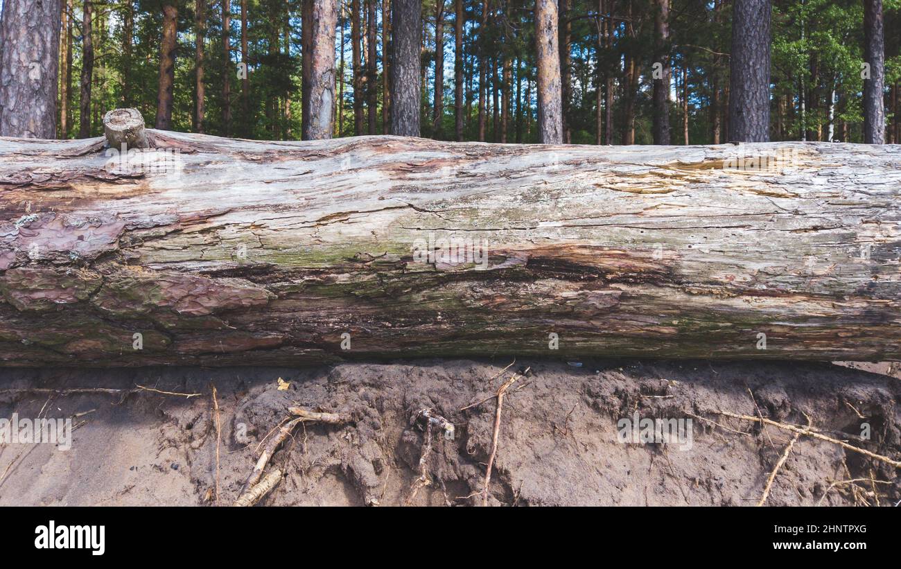 Trunk of a fallen dry tree. old pine log Stock Photo - Alamy