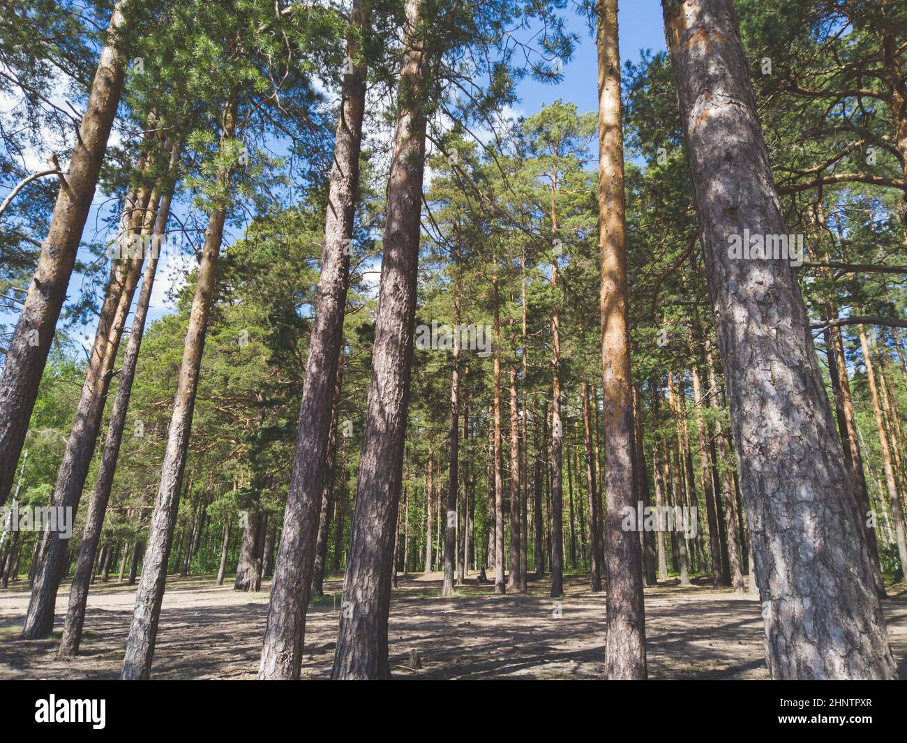 Pine tree trunks. evergreen forest. dry bark. nature landscape Stock ...