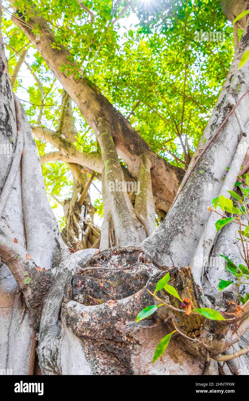 Large tropical ficus tree in park at Cancún airport in Quintana Roo ...