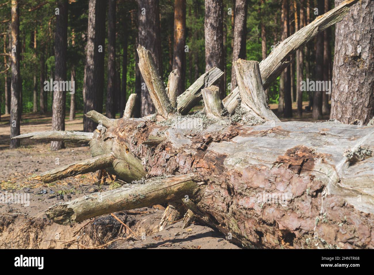 Trunk of a fallen dry tree. old pine log Stock Photo - Alamy
