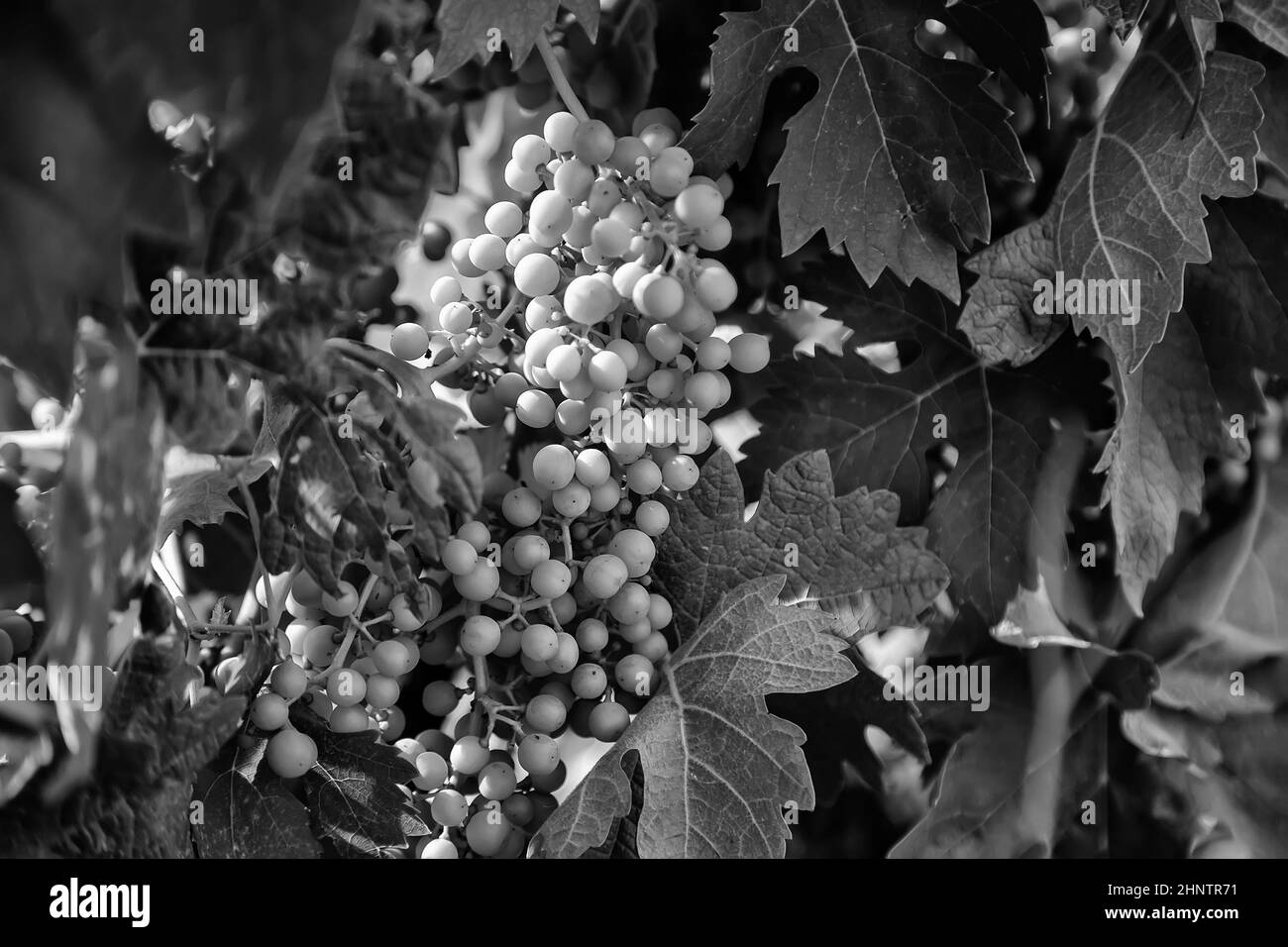 Industry cluster Black and White Stock Photos & Images - Alamy