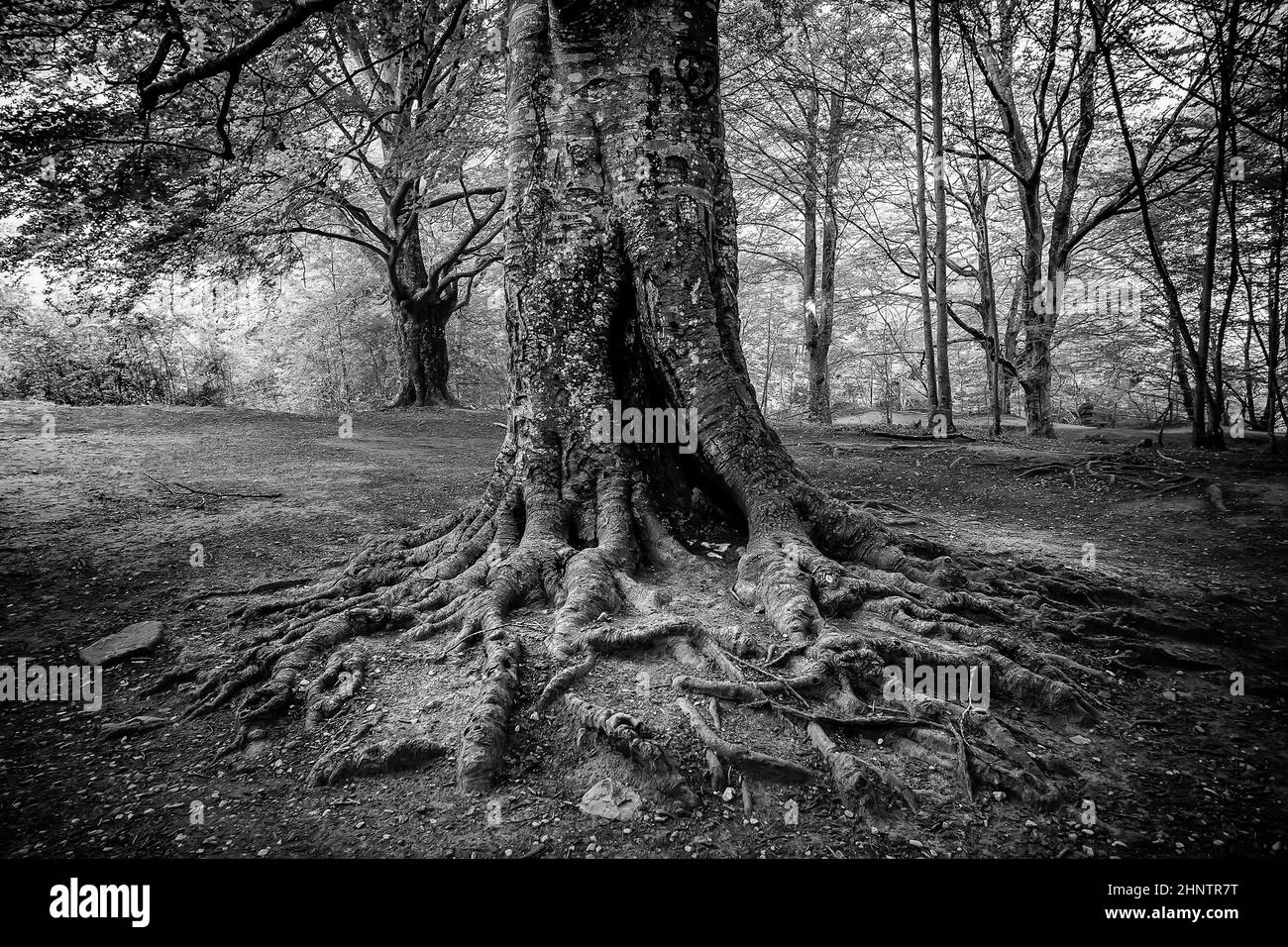 Millennial tree detail in a spooky forest in nature Stock Photo - Alamy