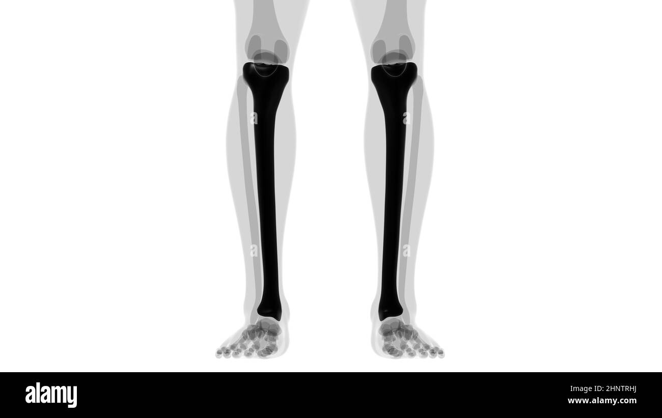 Human skeleton anatomy Tibia Bone 3D Rendering For Medical Concept ...