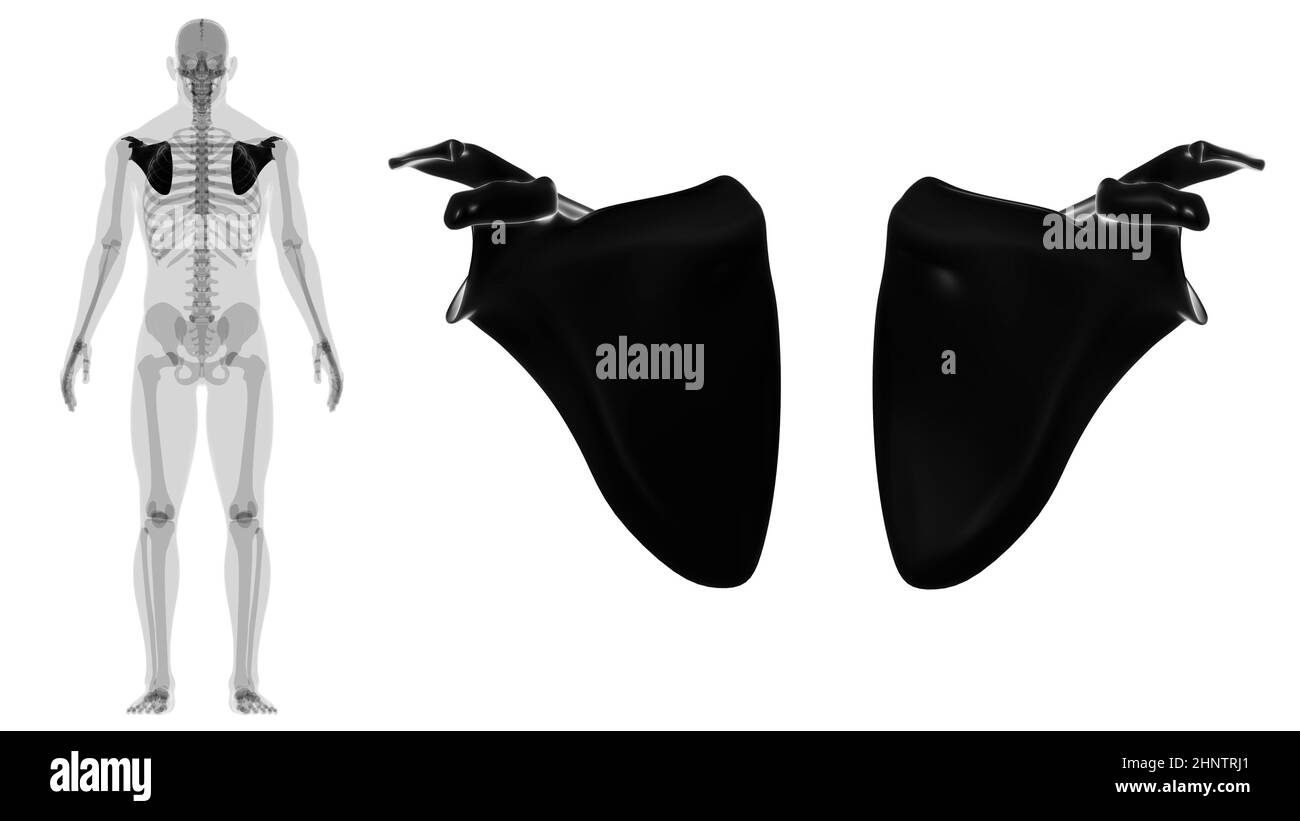 Human skeleton anatomy Scapula Bone 3D Rendering For Medical Concept ...