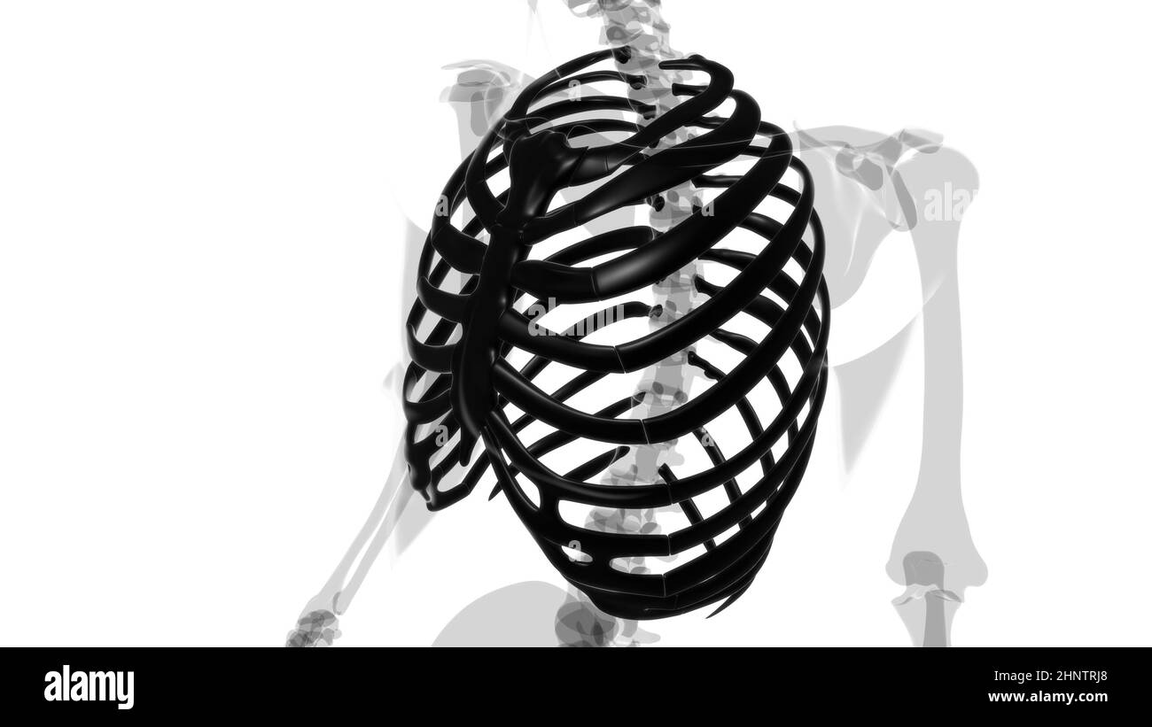 3d thoracic cage Black and White Stock Photos & Images - Alamy