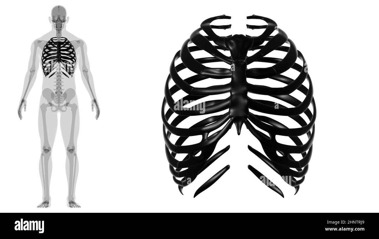 Rib cage sternum anatomy bones hi-res stock photography and images - Alamy