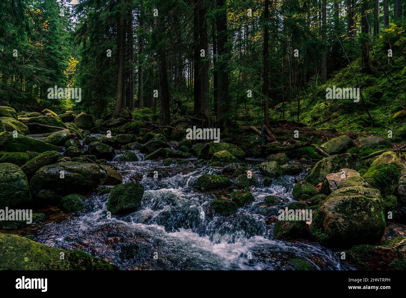 Mountain and forest small river Stock Photo - Alamy