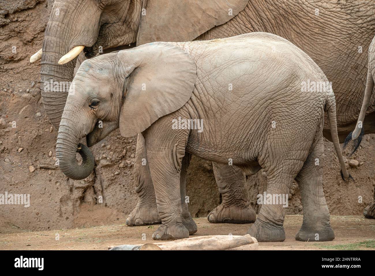 Hunted elephants hi-res stock photography and images - Alamy