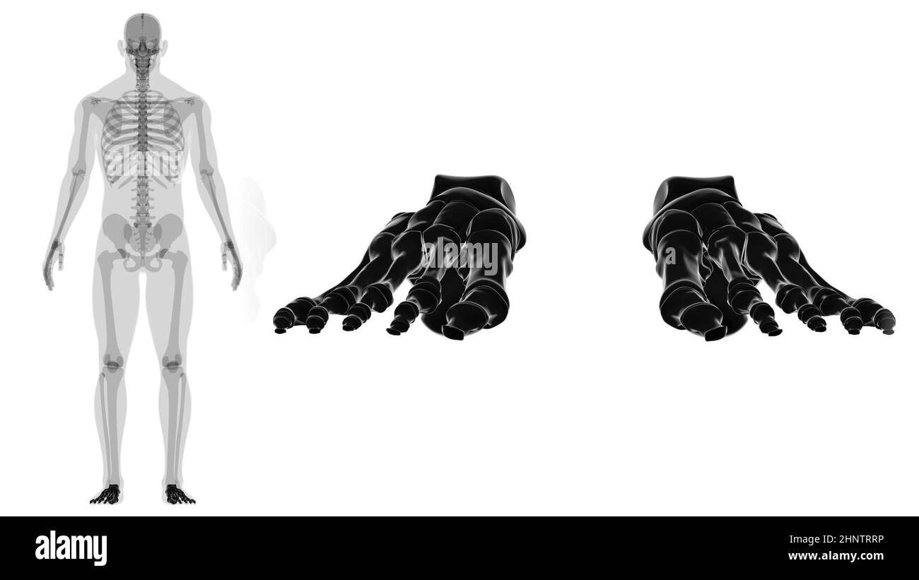 Human Skeleton Foot bones Anatomy For Medical Concept 3D Illustration ...
