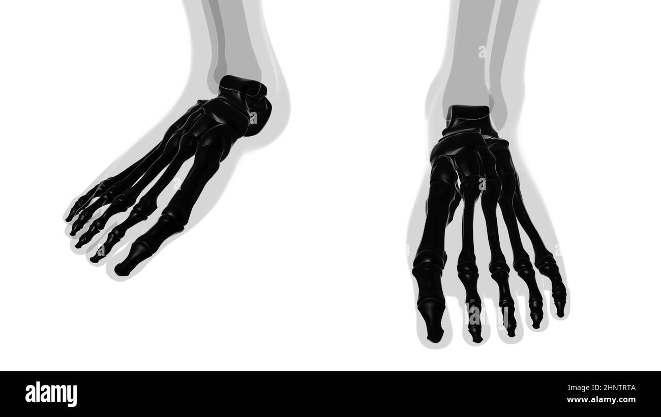 Human Skeleton Foot bones Anatomy For Medical Concept 3D Illustration ...