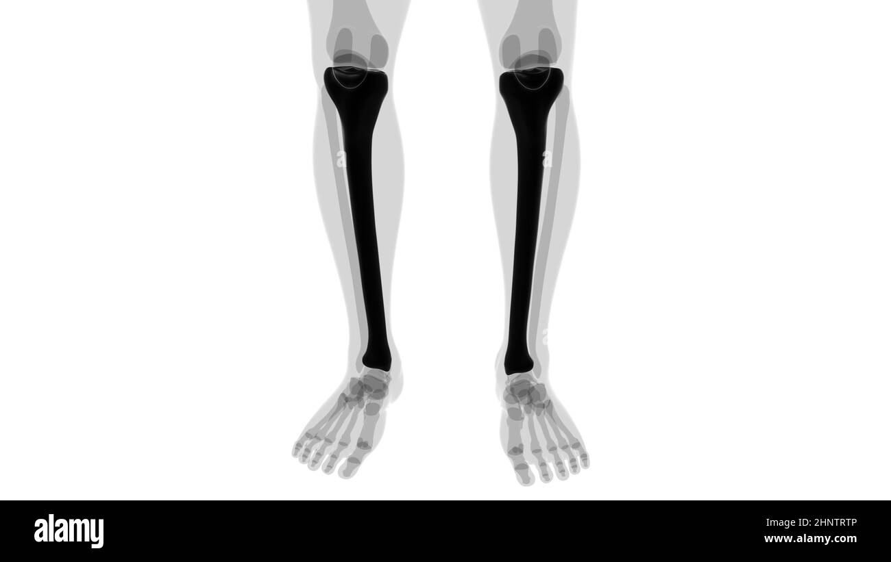 Human skeleton anatomy Tibia Bone 3D Rendering For Medical Concept ...