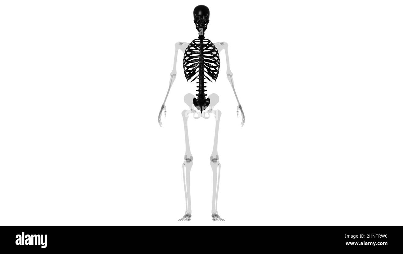 Human Skeleton Axial Skeleton Anatomy 3D Illustration Stock Photo - Alamy
