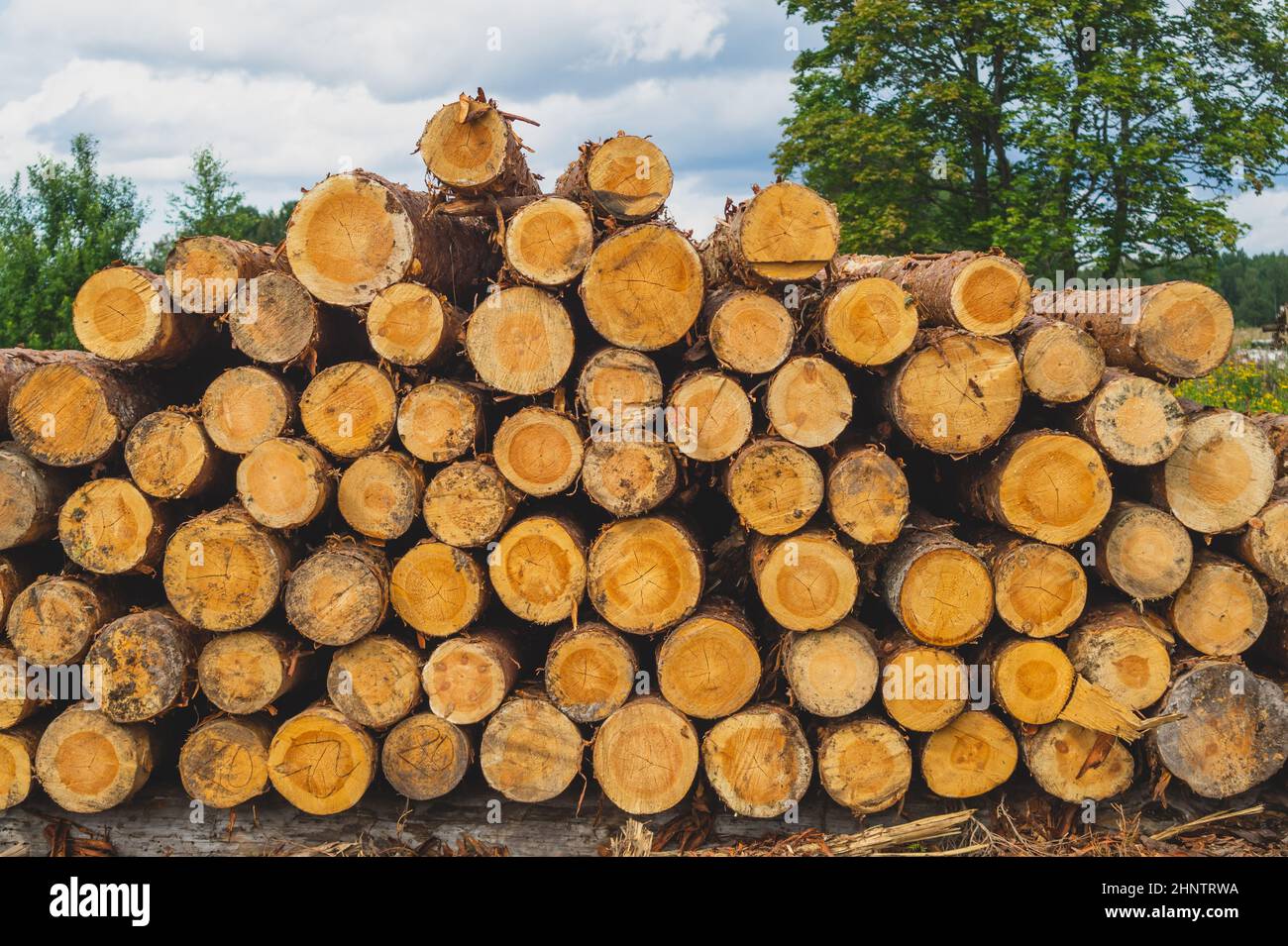 Stack of logs. natural wooden background with timber. log wall. pile of ...