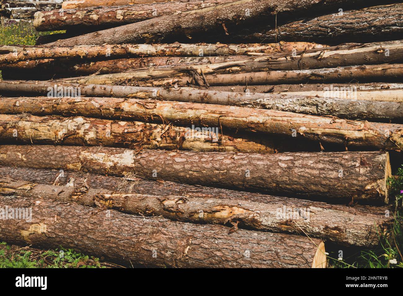 Pile of wooden logs texture. timber background. untreated wood Stock ...