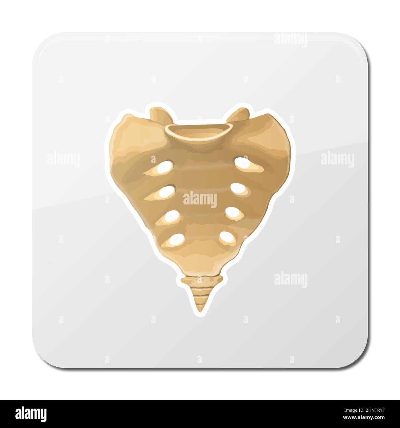 2d illustration of human skeleton . sacrum bone anatomy. icon Stock ...