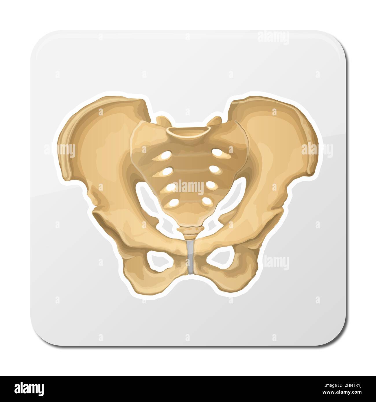 Pelvis, Human skeleton, Female Pelvic Bone anatomy, hip, 3D artwork ...