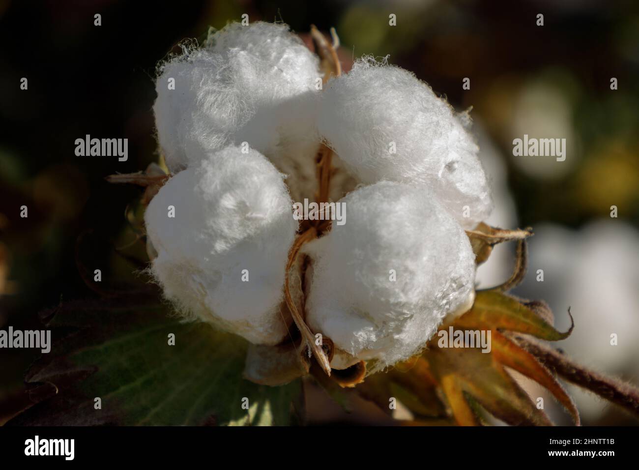 Cotton pod hi-res stock photography and images - Alamy