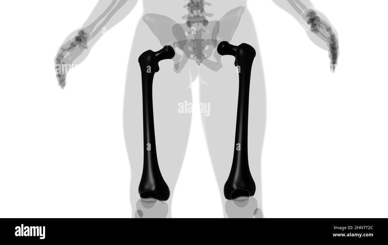 Human skeleton anatomy Femur Bone 3D Rendering For Medical Concept ...