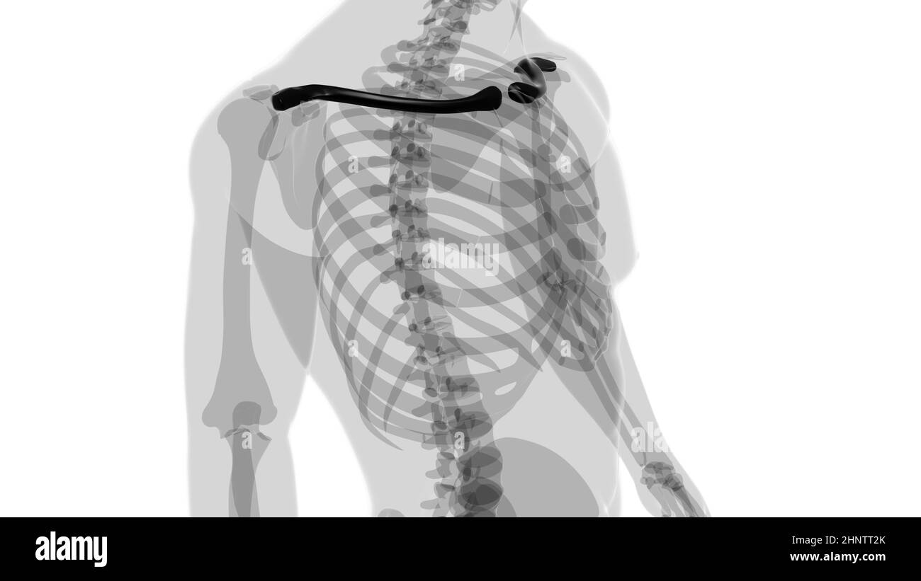 Human skeleton anatomy Clavicle Bones 3D Rendering For Medical Concept ...