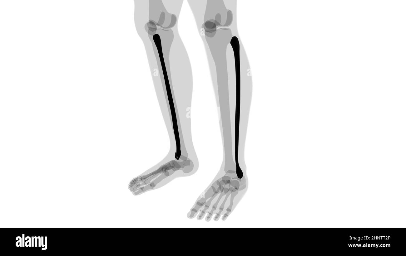 Human skeleton anatomy Fibula Bone 3D Rendering For Medical Concept ...