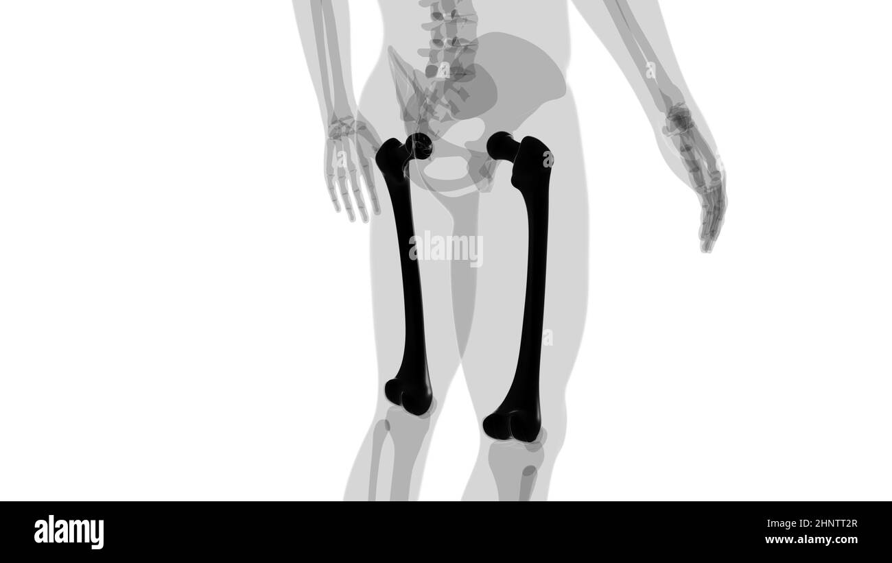 Human skeleton anatomy Femur Bone 3D Rendering For Medical Concept ...