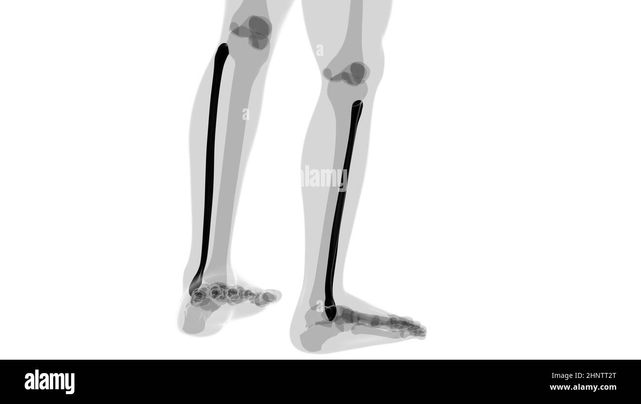 Human skeleton anatomy Fibula Bone 3D Rendering For Medical Concept ...