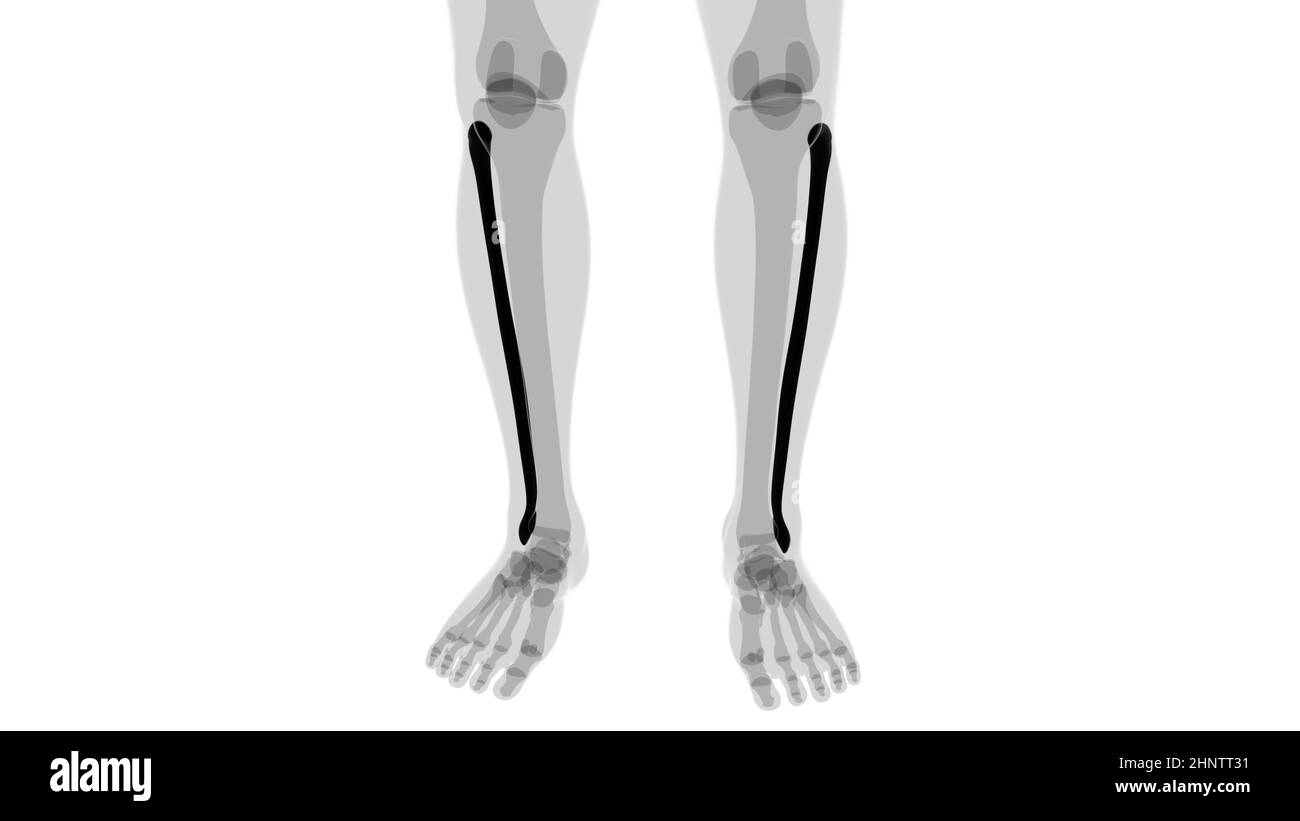 Human skeleton anatomy Fibula Bone 3D Rendering For Medical Concept ...