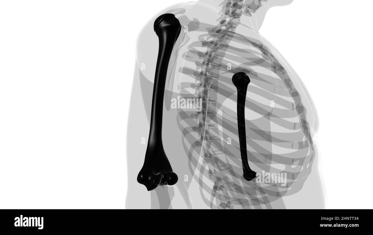 Human skeleton anatomy Humerus Bone 3D Rendering For Medical Concept ...