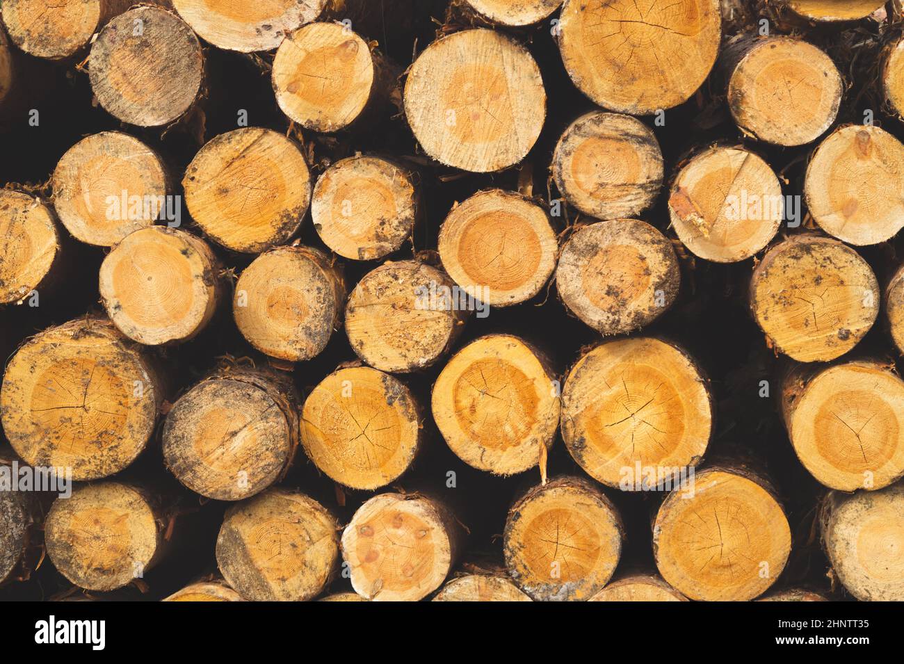 Stack of logs. natural wooden background with timber. log wall. pile of ...