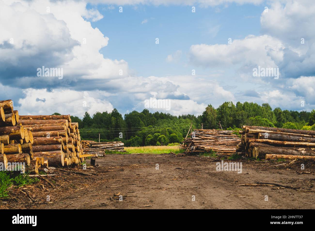 Wooden logs in the forest. chopped tree logs stack. nature landscape ...