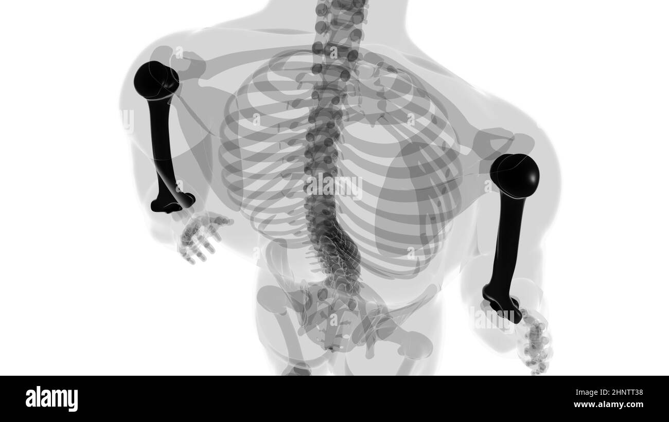 Human skeleton anatomy Humerus Bone 3D Rendering For Medical Concept ...