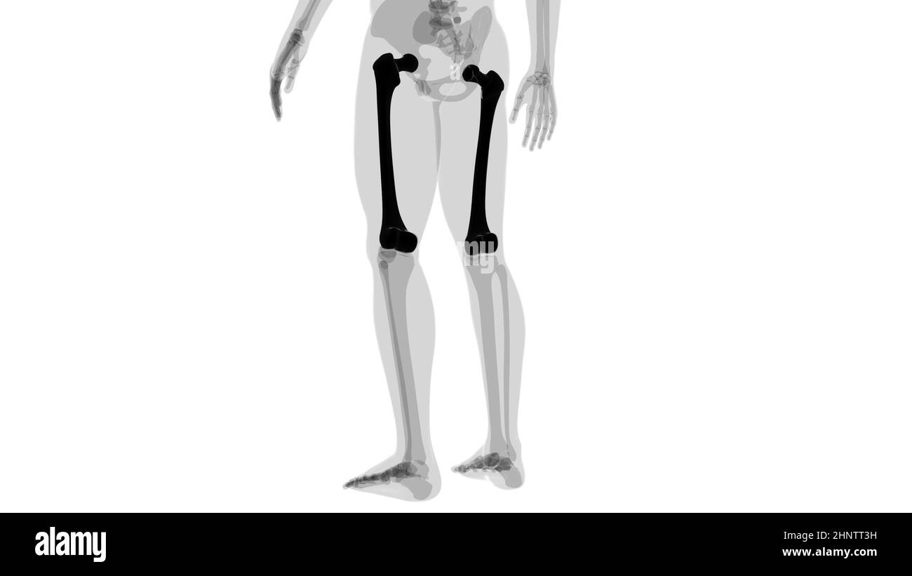 Human skeleton anatomy Femur Bone 3D Rendering For Medical Concept ...