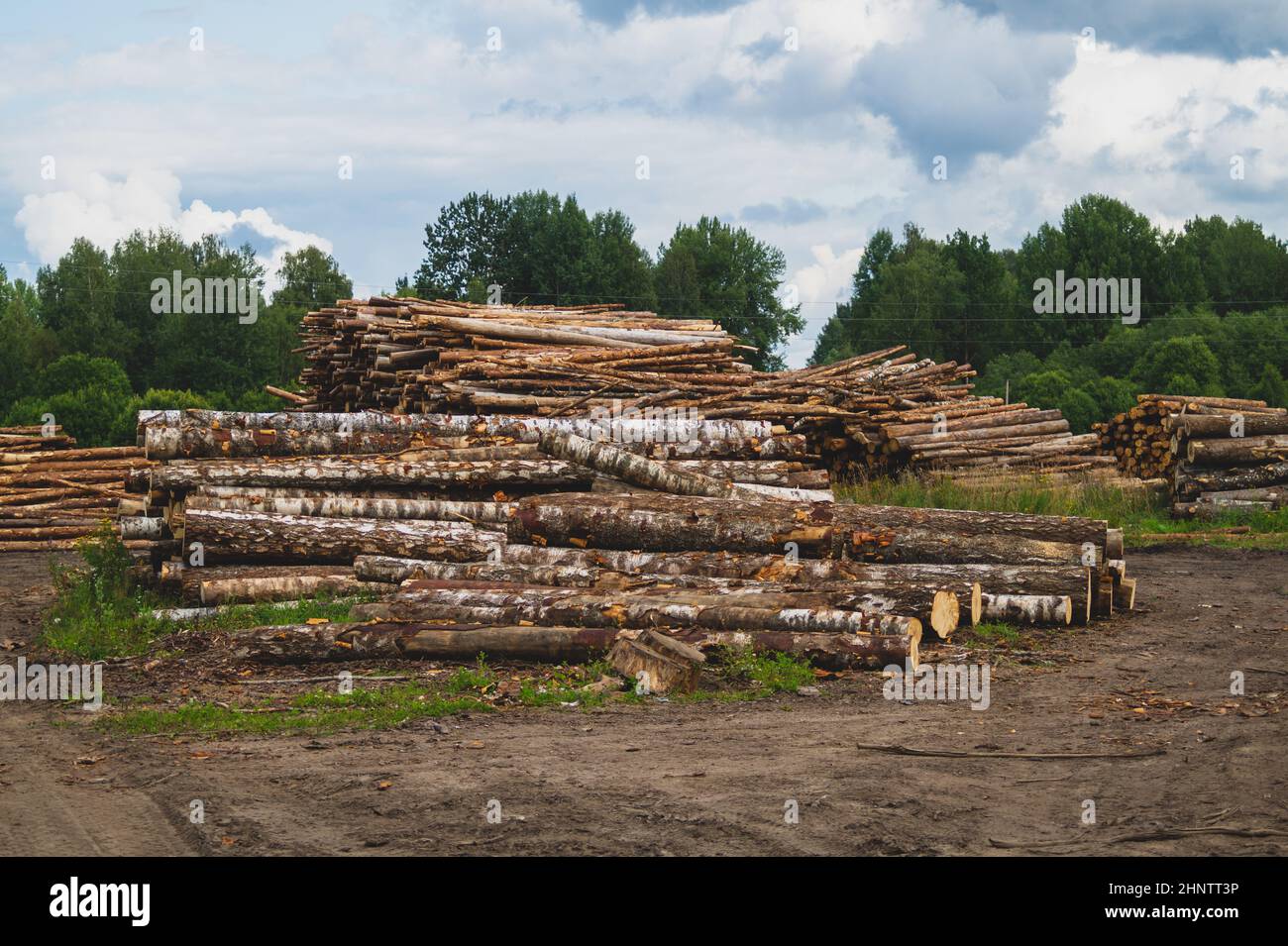 Wooden logs in the forest. chopped tree logs stack. nature landscape ...