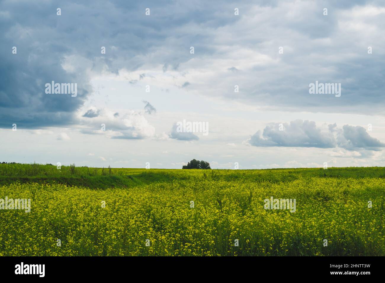 Beautiful valley. way through green meadows and hills. yellow flowering ...