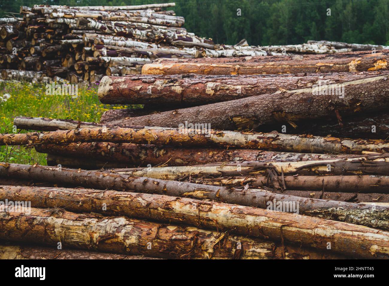 Wooden logs in the forest. chopped tree logs stack. nature landscape ...