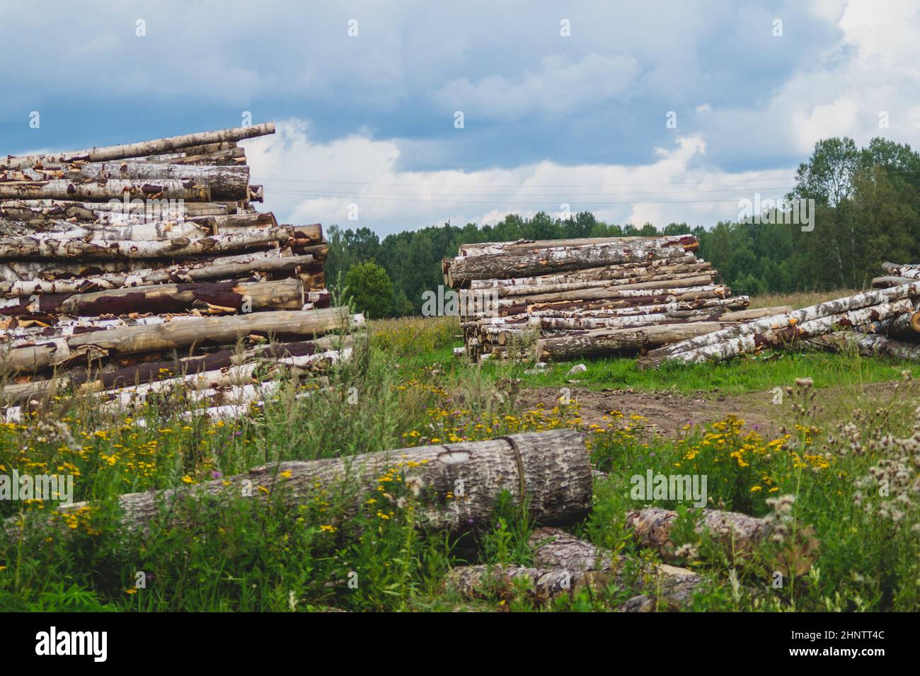 Wooden logs in the forest. chopped tree logs stack. nature landscape ...