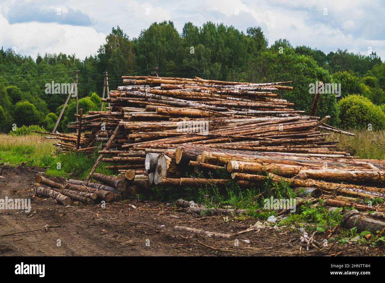 Wooden logs in the forest. chopped tree logs stack. nature landscape ...