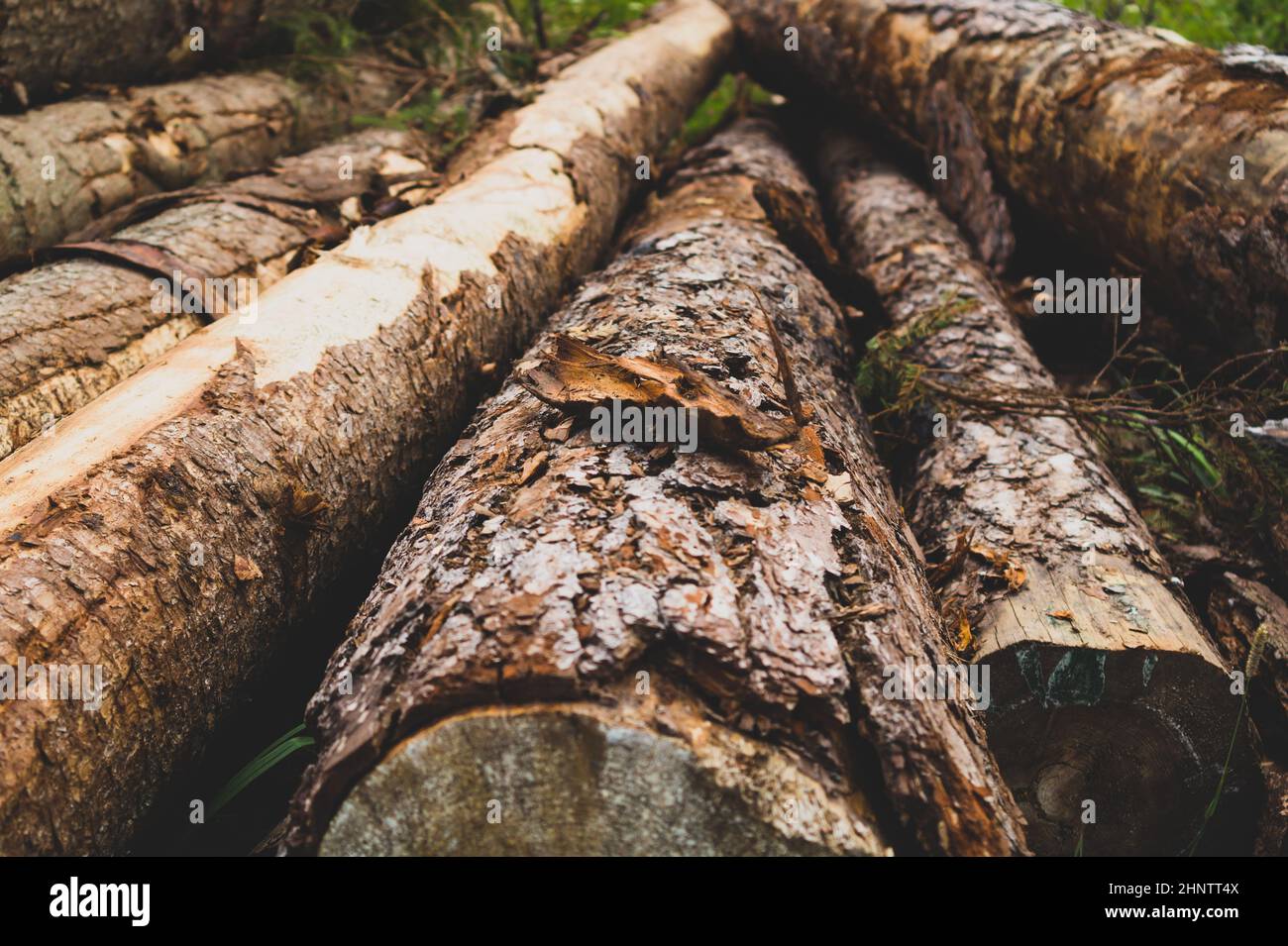 Untreated lumber hi-res stock photography and images - Alamy