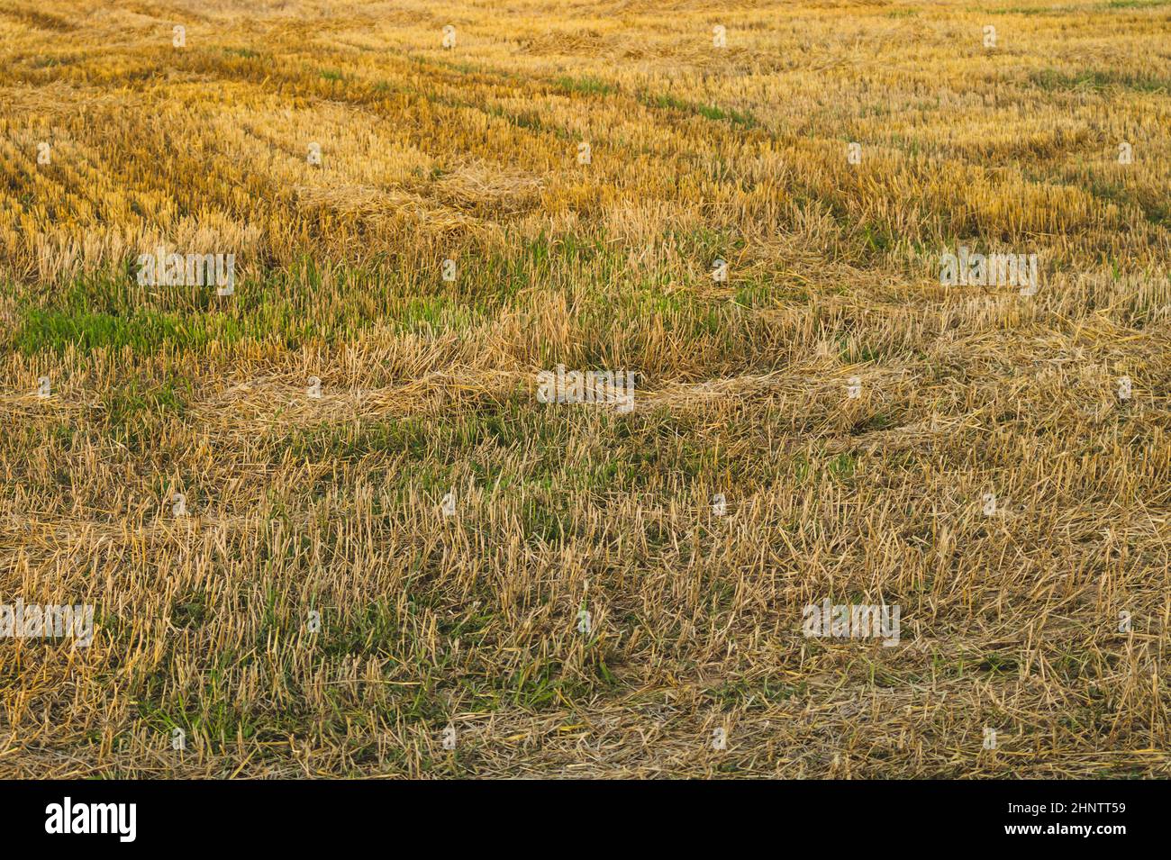 Dry grass texture. meadow background. pasture landscape Stock Photo - Alamy