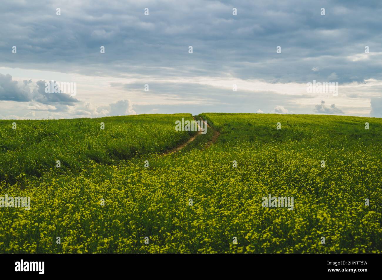 Beautiful valley. way through green meadows and hills. yellow flowering ...