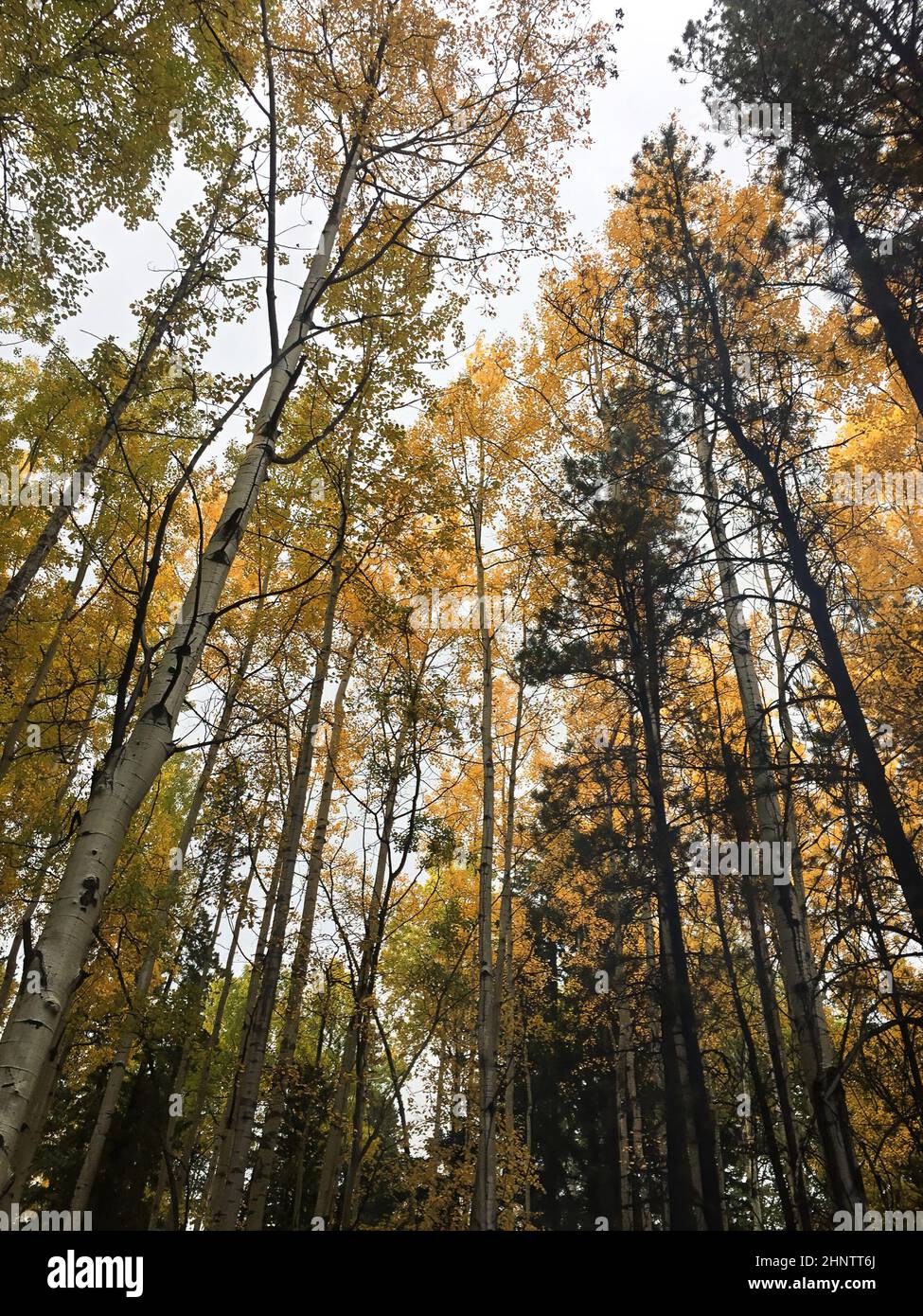 Tree top canopy of golden leaves in the autumn Stock Photo - Alamy