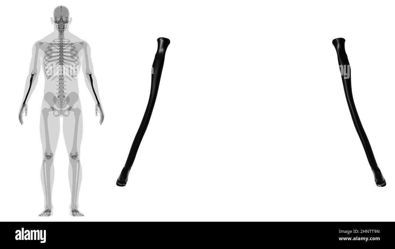 Human skeleton anatomy Radius Bone 3D Rendering For Medical Concept ...