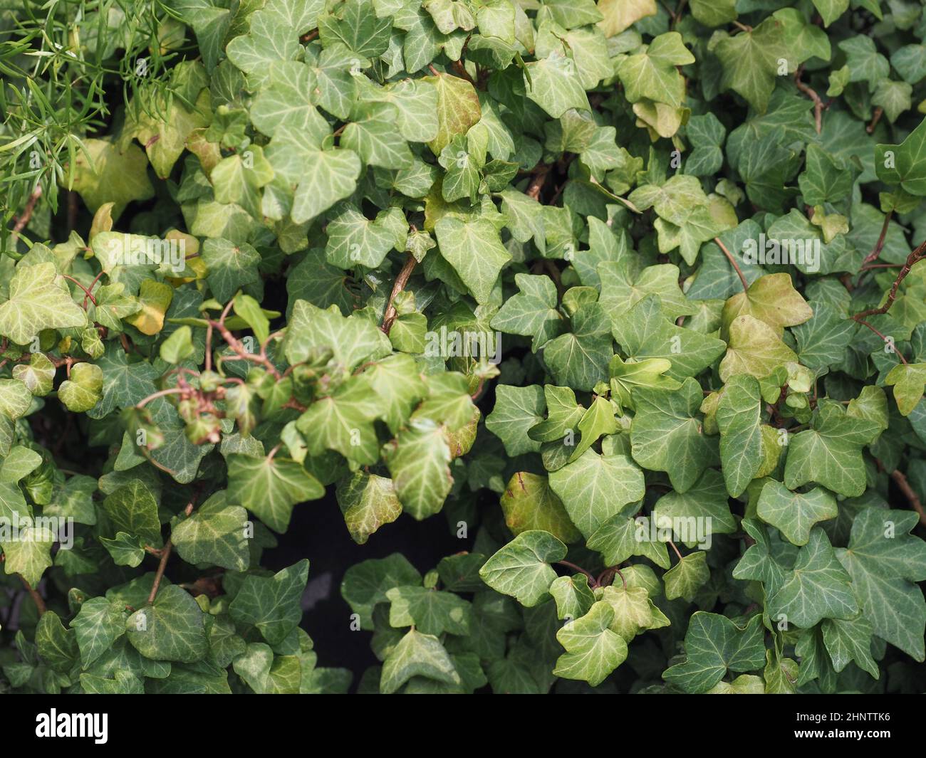ivy (Hedera) plant useful as a background Stock Photo - Alamy