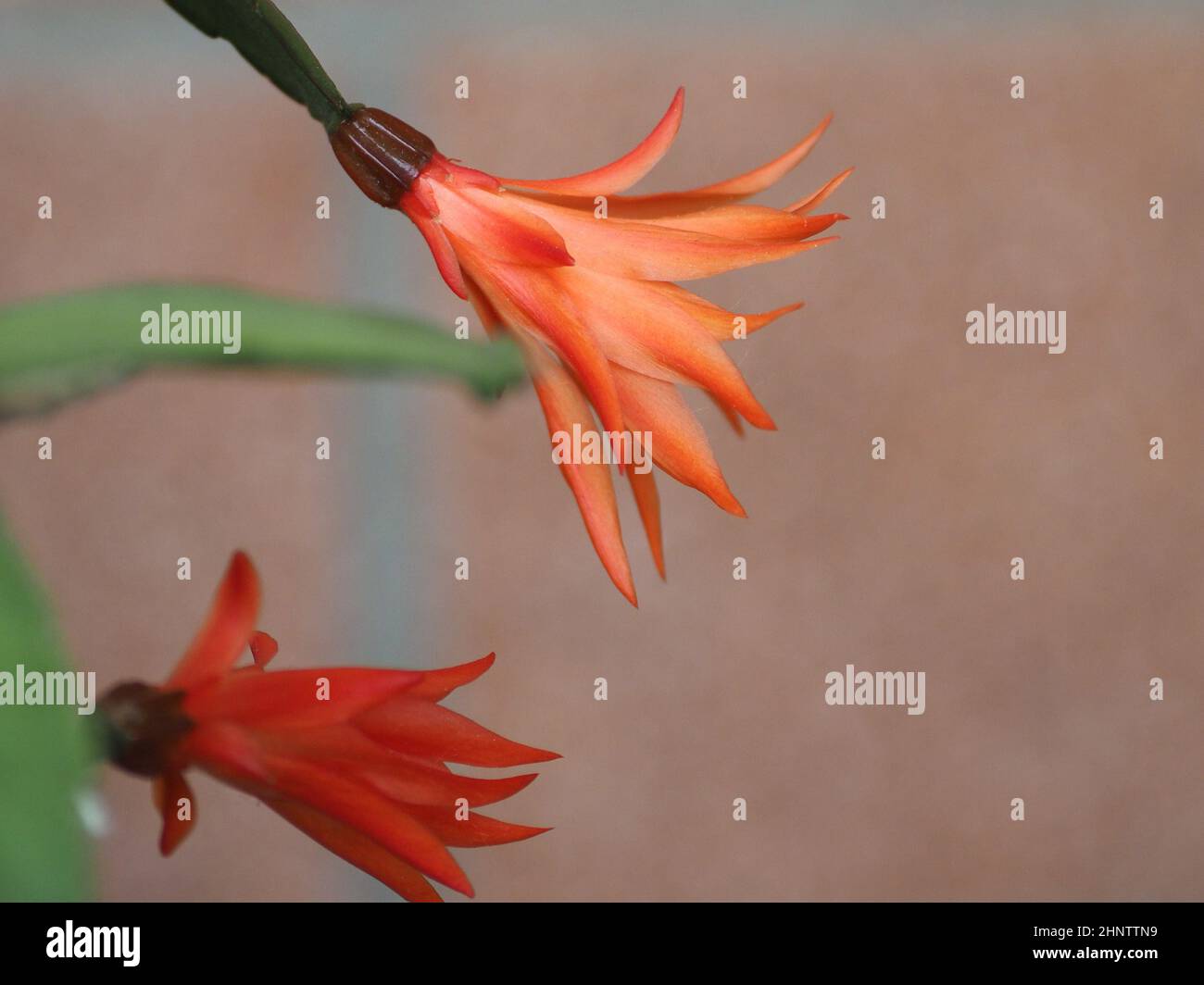 zygocactus (scientific name Schlumbergera truncata) aka false Christmas ...