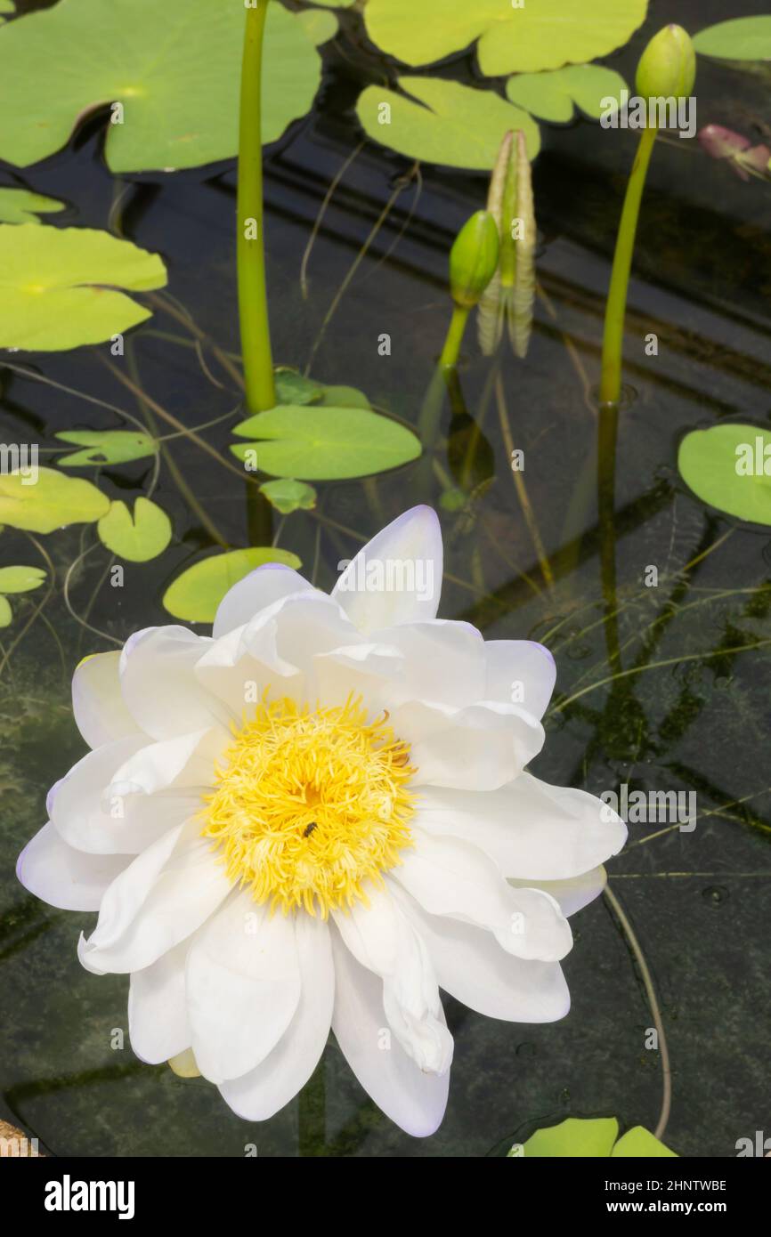 Lotus flower in botanic garden, stock photo Stock Photo - Alamy