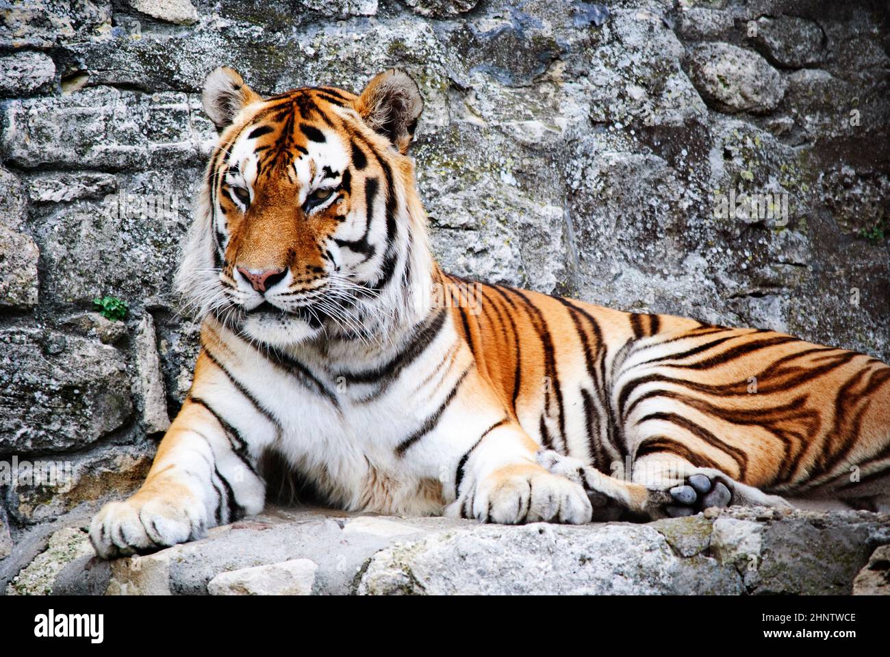 Sumatra tiger body hi-res stock photography and images - Alamy